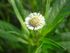 Eclipta prostrata Seeds , Eclipta alba Seeds, False Daisy Seeds , yerba ...