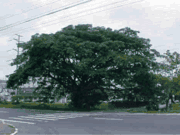 Enterolobium contortisiliquum ,Earpod Tree, Pacara Earpod Tree,Elephant ...