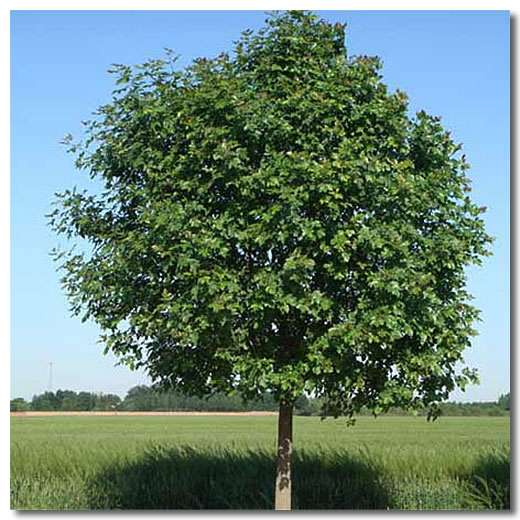 Fraxinus chinensis Seeds. Chinese Ash Tree Seeds