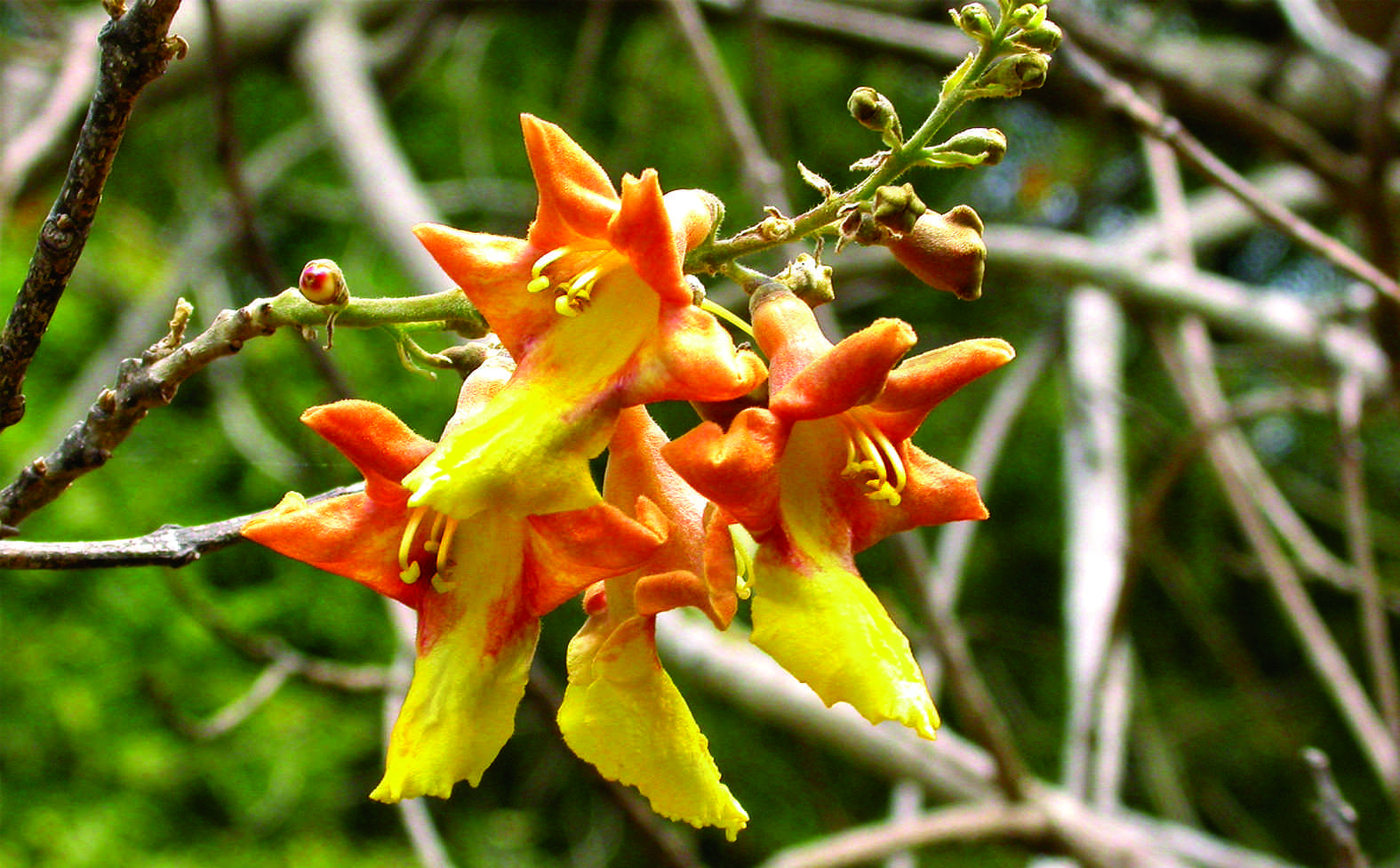 Gmelina arborea Seeds, Beechwood Seeds, gmelina Seeds, goomar teak ...