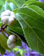 Grewia asiatica Seeds , Phalsa Tree Seeds.Falsa Seeds.