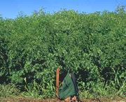 Indigofera tinctoria Seeds , True indigo Seeds, Indigo Tree Seeds