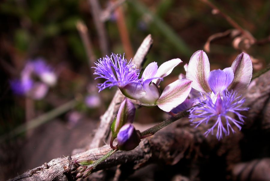 Polygala tenuifolia Seeds, Yuan Zhi Seeds