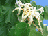 Pterospermum acerifolium Seeds . Dinnerplate Tree Seeds , Mayeng Seeds ...