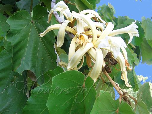 Pterospermum acerifolium Seeds . Dinnerplate Tree Seeds , Mayeng Seeds ...
