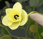 BAUHINIA tomentosa Seeds, Yellow Orchid Tree Seeds , Yellow Bell ...