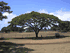 Samanea saman Seeds ,Rain Tree Seeds , Coco tamarind Tree Seeds, Acacia ...