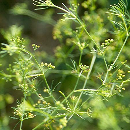 Saposhnikovia Divaricata Seeds , Laserwort Seeds. Fang Feng Seeds
