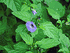 50 Seeds Shoo-fly Plant Nicandra physaloides