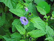 50 Seeds Shoo-fly Plant Nicandra physaloides