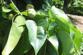 Thespesia populnea Seeds, Indian tulip tree Seeds , Aden apple Seeds ...