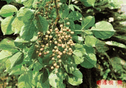 Toog tree Seeds, ,Bischofia javanica Seeds , Bishop wood Tree Seeds