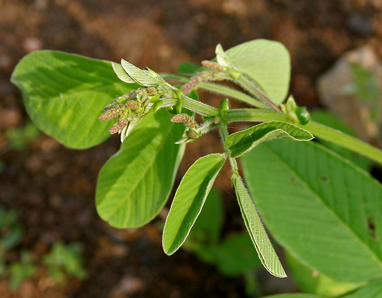 Uraria hamosa Seeds, Desmodium rufescens Seeds, Uraria paniculata Seeds ...