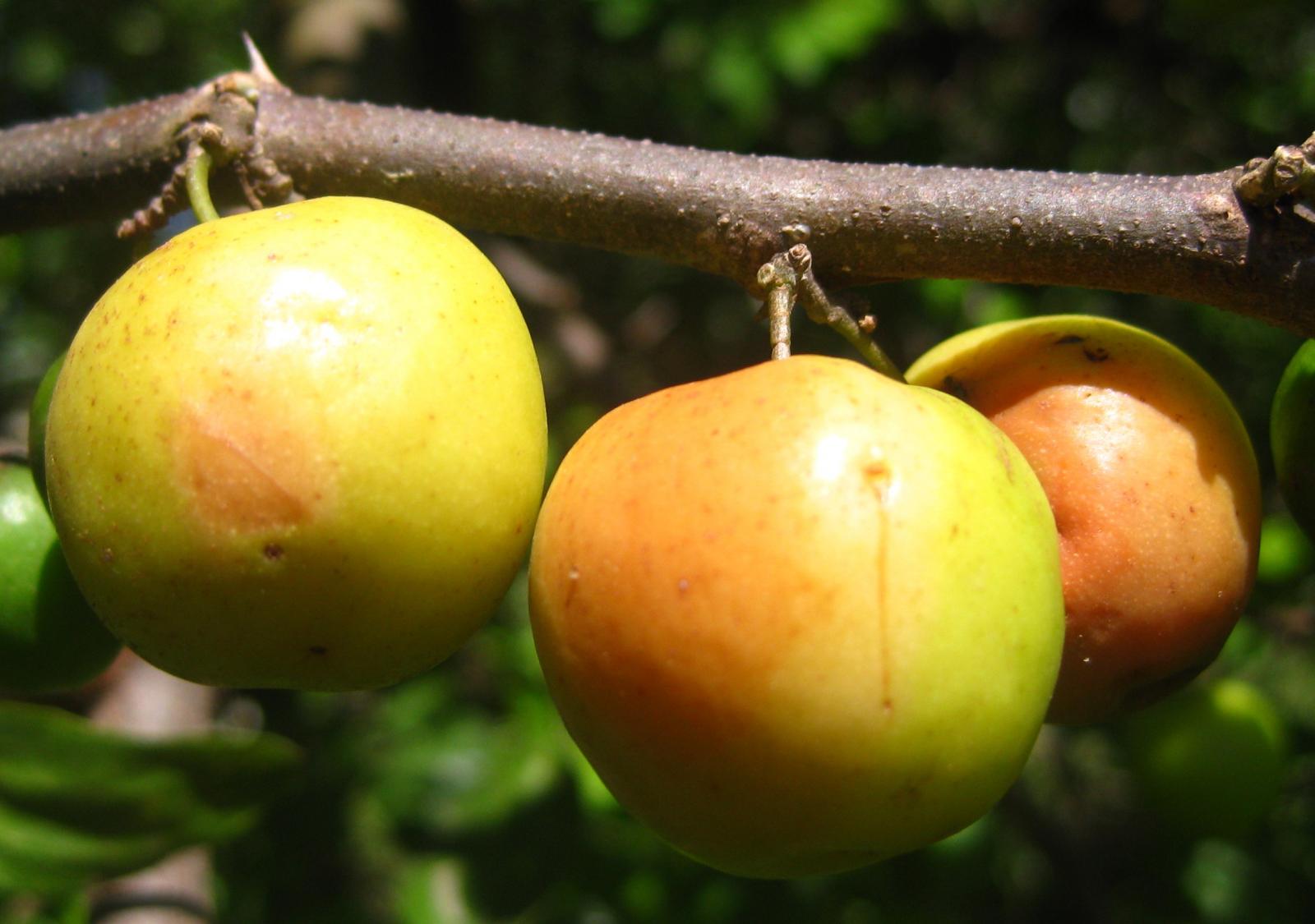 Ziziphus mauritiana Seeds, Ber Seeds , Chinese Apple Seeds , Jujube ...