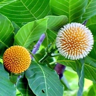 Anthocephalus chinensis Seeds, Laran Tree Seeds, Sabah kadam Tree Seeds
