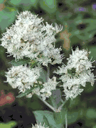 Henna Plant Seeds, Mehandi Plant Seeds, Lawsonia inermis Seeds,