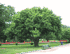 Elephant Apple Tree Seeds, Dillenia indica Tree Seeds
