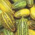 Sambar Cucumber Seeds, Dosakkai Cucumber Seeds, Non -Gmo Seeds