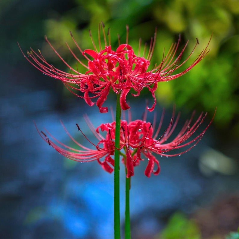 Lycoris radiata Bulbs,Red spider lily,Red magic lily,Equinox flower ...