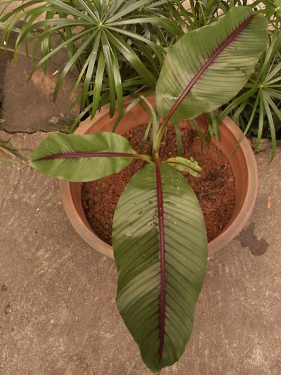Dwarf Red Banana Plant