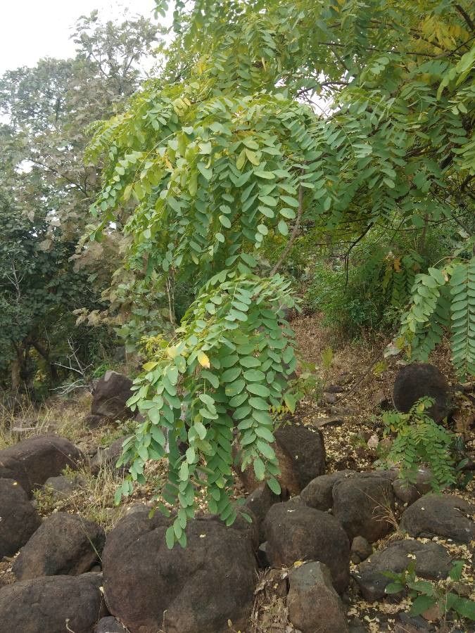 Chloroxylon swietenia Seeds, Ceylon Satinwood Seeds , East Indian ...
