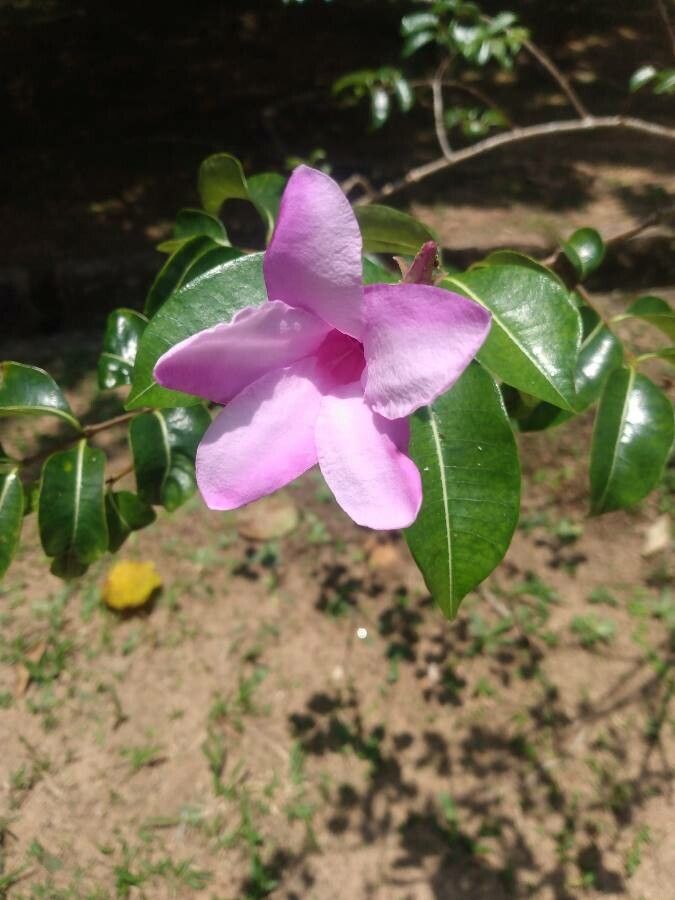 Cryptostegia grandiflora Seeds , Rubber vine Seeds