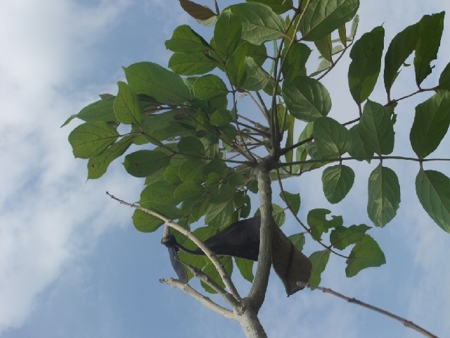 Stereospermum suaveolens Seeds, Patala Tree Seeds