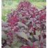 Siru Keerai Red Seeds, Tropical Amaranthus Seeds, Sirukeerai Seeds,
