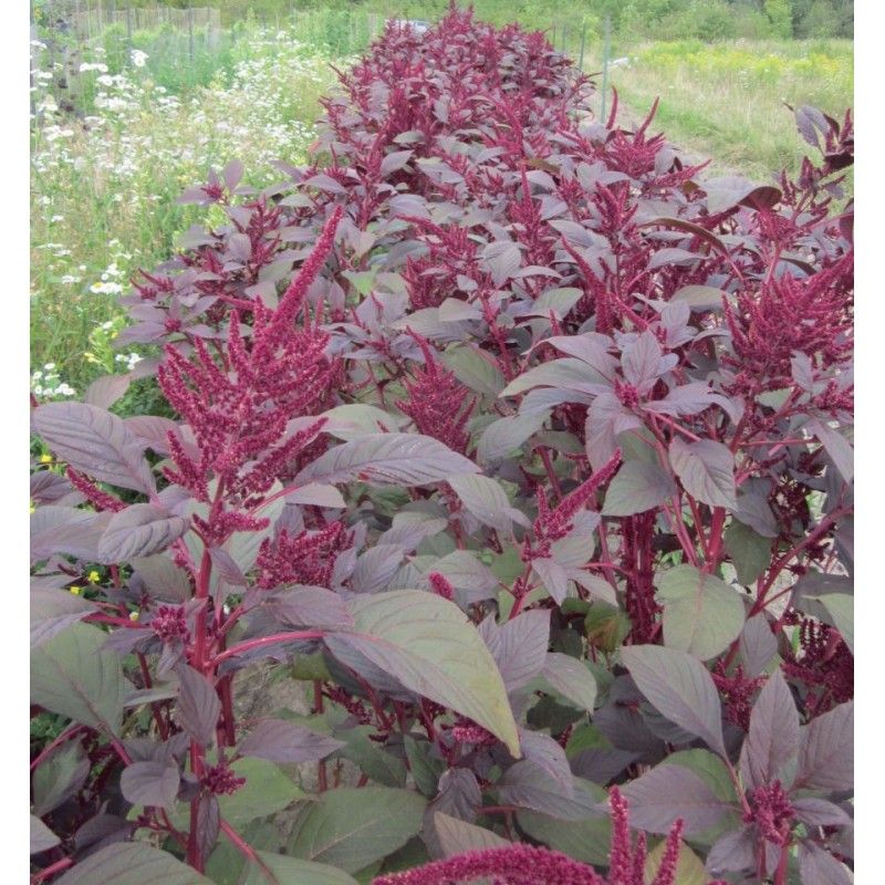 Siru Keerai Red Seeds, Tropical Amaranthus Seeds, Sirukeerai Seeds,