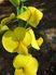 Showy Rattle pod Seeds, Rattlebox Seeds,, Crotalaria spectabilis Seeds