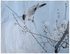 Nightingale Ohara Koson | Woodblock Print | Woodblock Prints For Sale