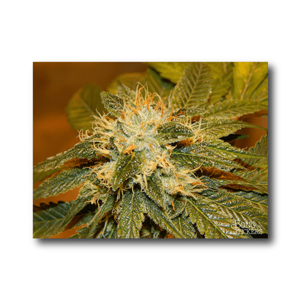 Blue Line Weed Sticker - Marijuana Sticker 002