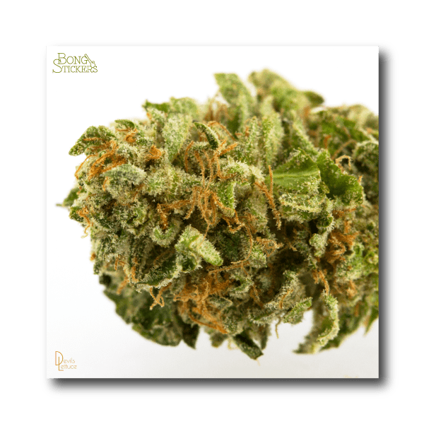 Cherry Pie Weed Sticker - Marijuana Sticker 0002