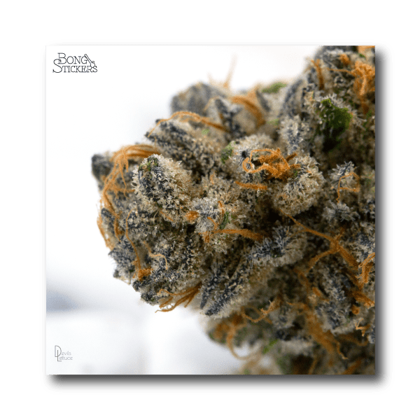 Dank Bud Weed Sticker - Marijuana Sticker 0005