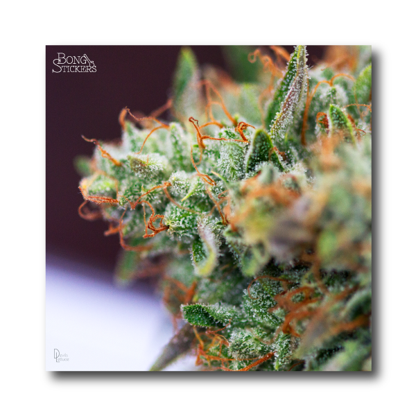 Dank Bud Weed Sticker - Marijuana Sticker 0024