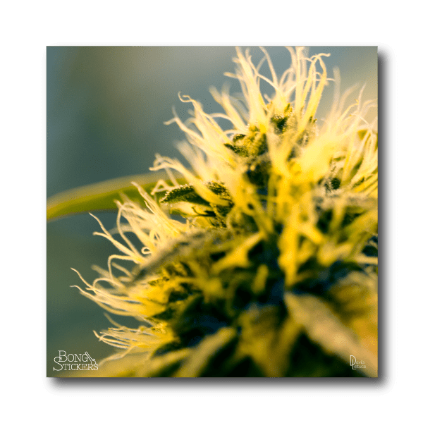 Dank Bud Weed Sticker - Marijuana Sticker 0061