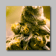 Dank Bud Weed Sticker - Marijuana Sticker 0068