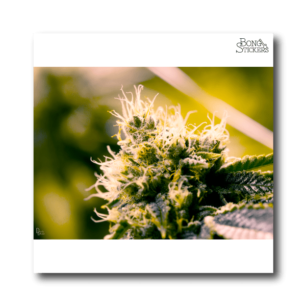 Dank Bud Weed Sticker - Marijuana Sticker 0083