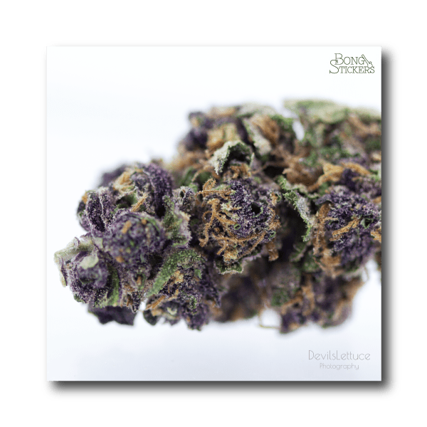 Dank Bud Weed Sticker - Marijuana Sticker 0130