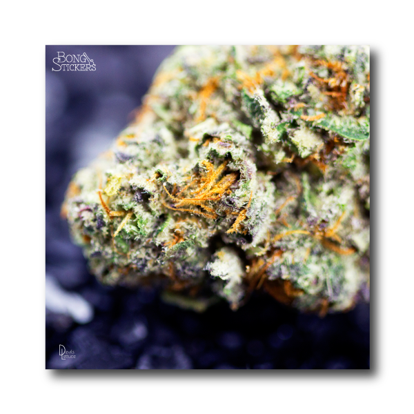 Dosi Dos Weed Sticker - Marijuana Sticker 0009