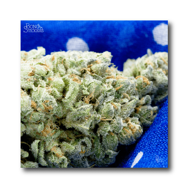 Dutch Sherbert Weed Sticker - Marijuana Sticker 0005