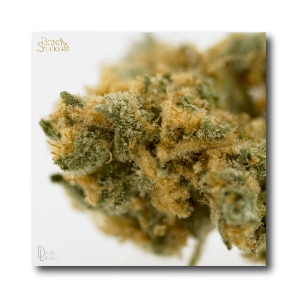 Girl Scout Cookies Weed Sticker - Marijuana Sticker 0008