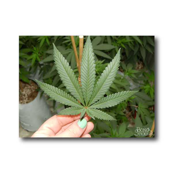 Marijuana Leaf Weed Sticker - Marijuana Sticker 002
