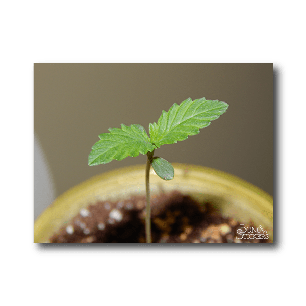 Sprout Weed Sticker - Marijuana Sticker 001