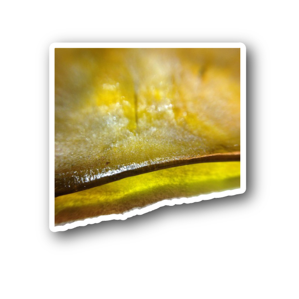 The Original Mary Jane Weed Marijuana Sticker BS02|Vinyl Stickers ...