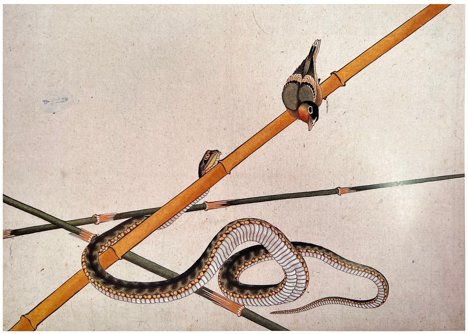 Snake Looking Forward to Catch a Bird