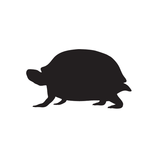 Box Turtle Looking Decal