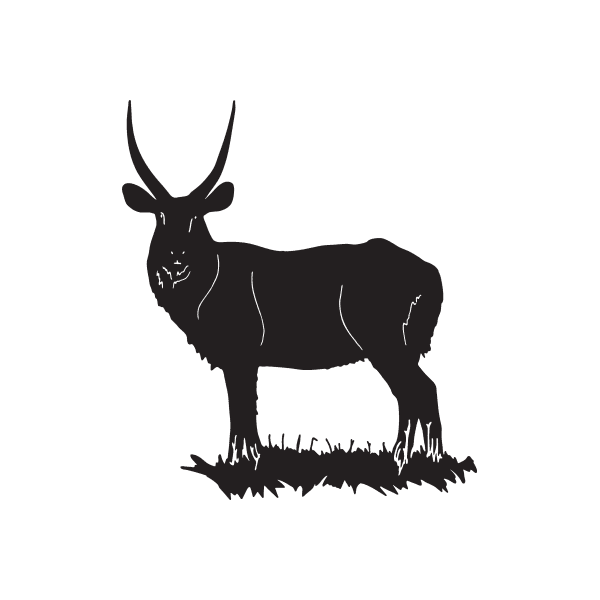 Elk Staring on Grass Decal