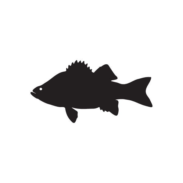 Swimming White Perch Fish Decal