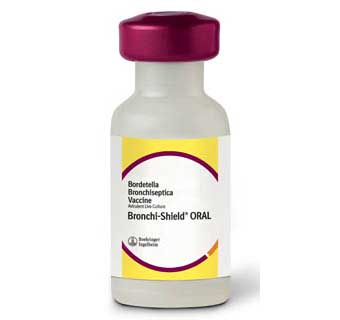 Bronchi- Shield Oral